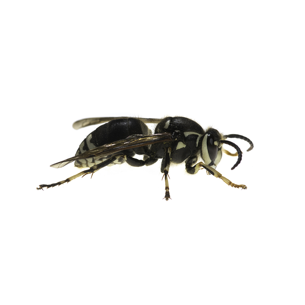 Identify a Stinging Insect | Steve's Pest Control