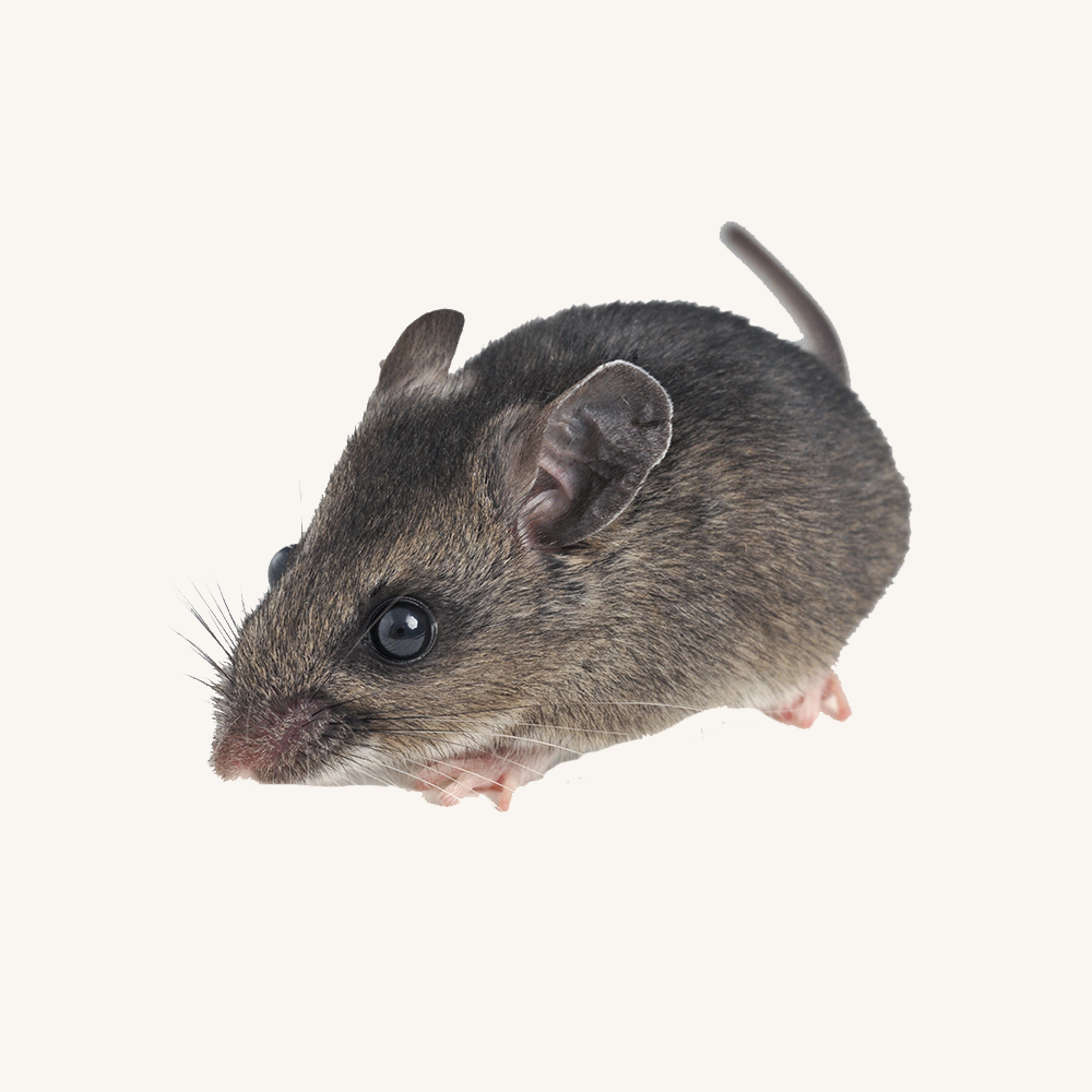 Identify a Rodent | Steve's Pest Control