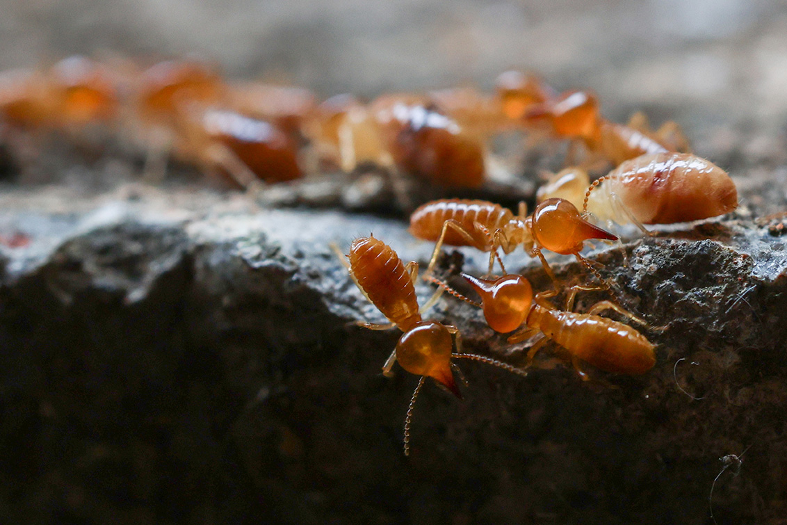 Identify a Wood-Destroying Insect | Steve's Pest Control
