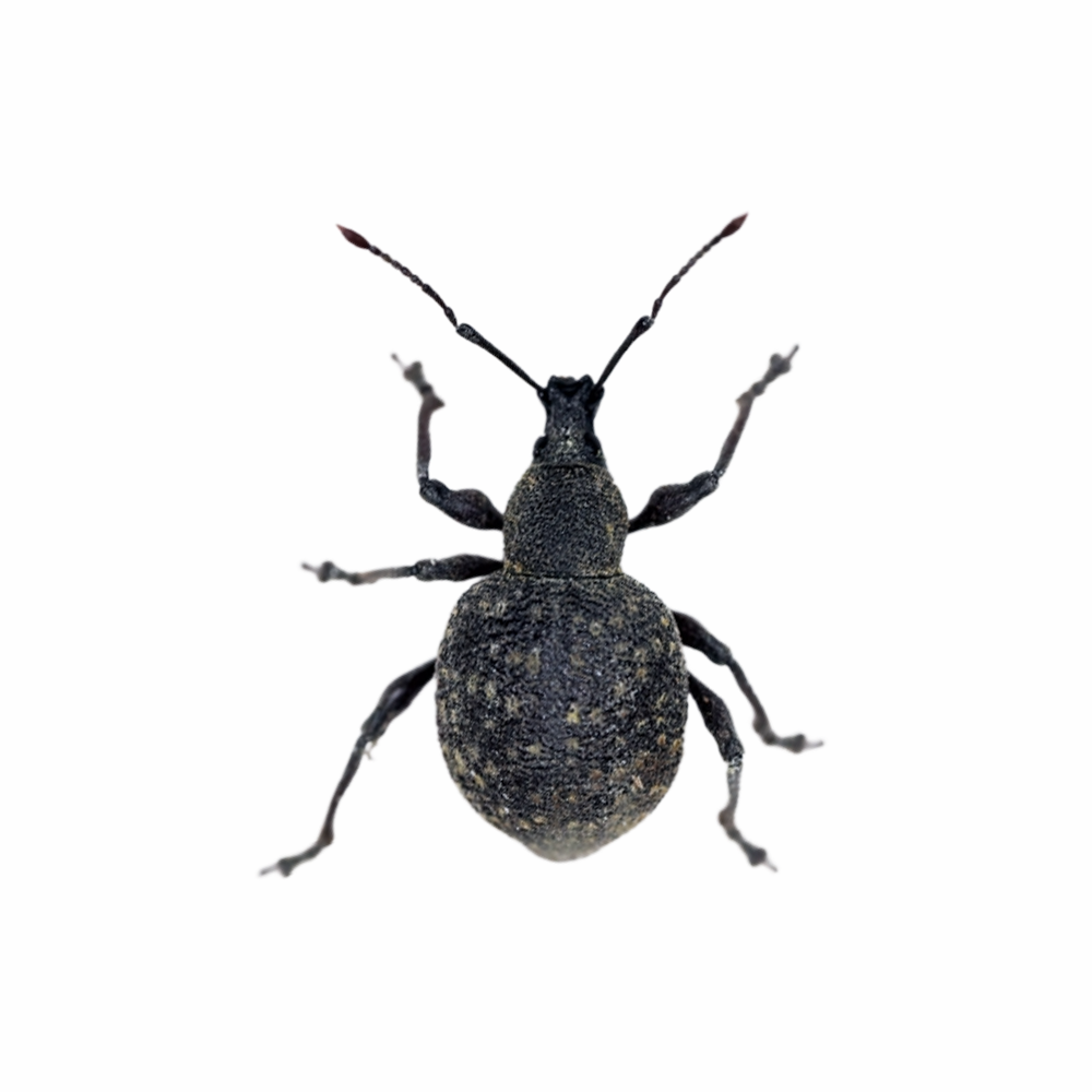 Identify a Stored Product Pest | Steve's Pest Control