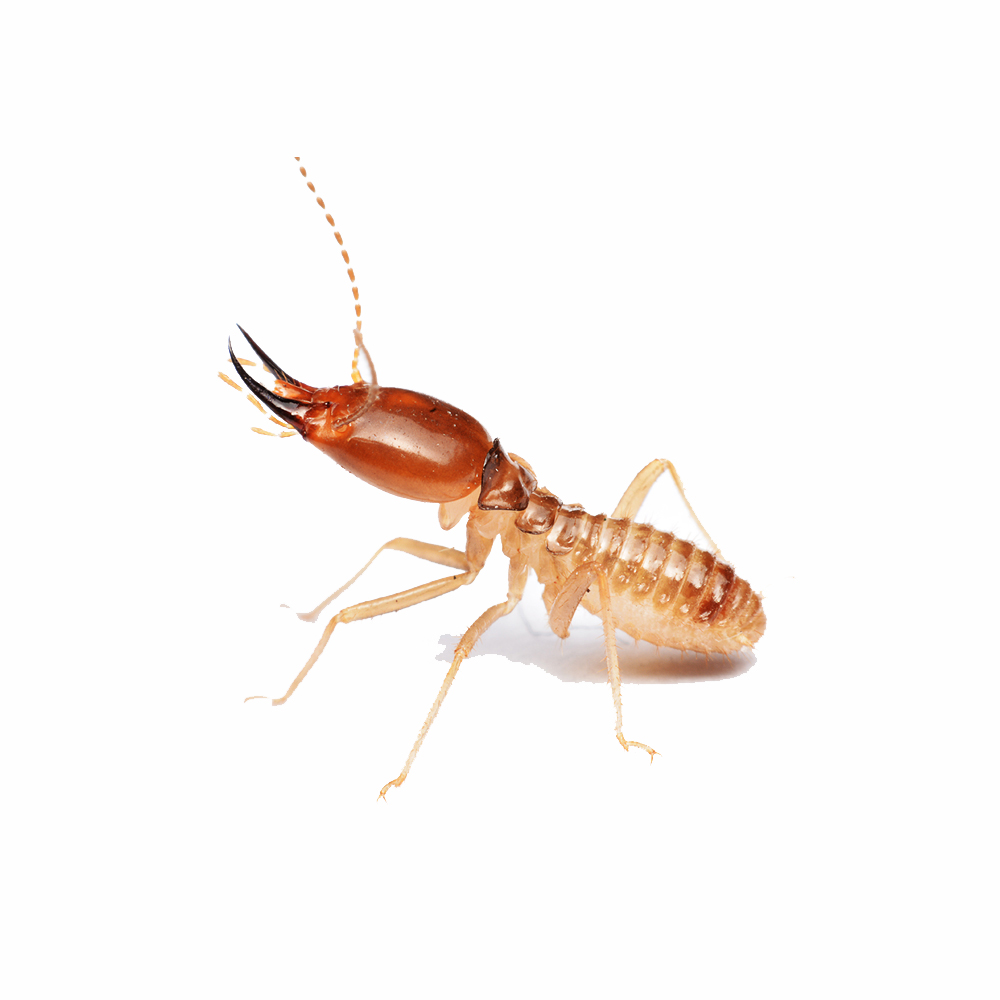Termite Treatment in MO | Steve’s Pest Control